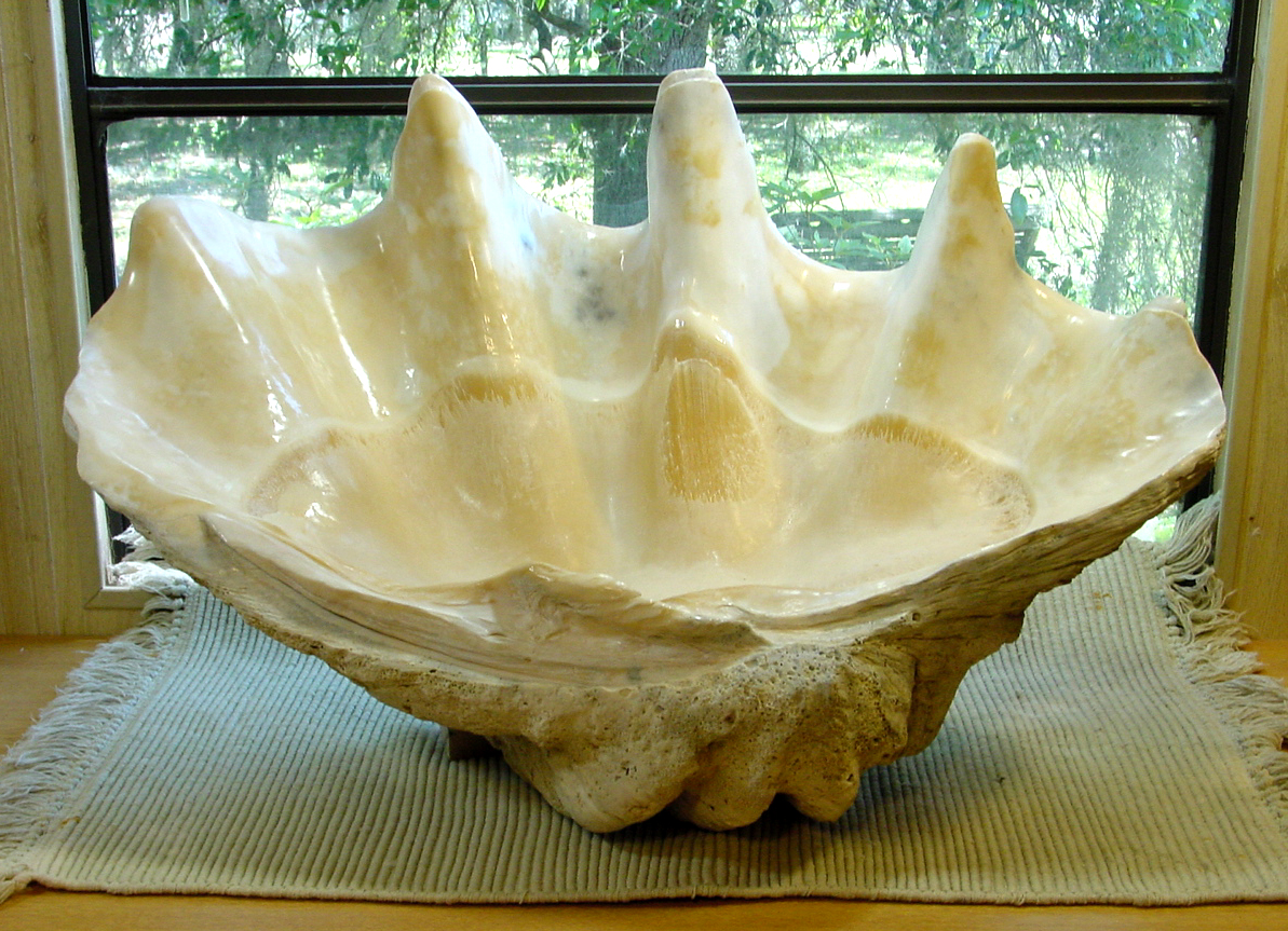 Site Map Legendary Shells & ConchKing.com Site Map the Easy Way to Navigate