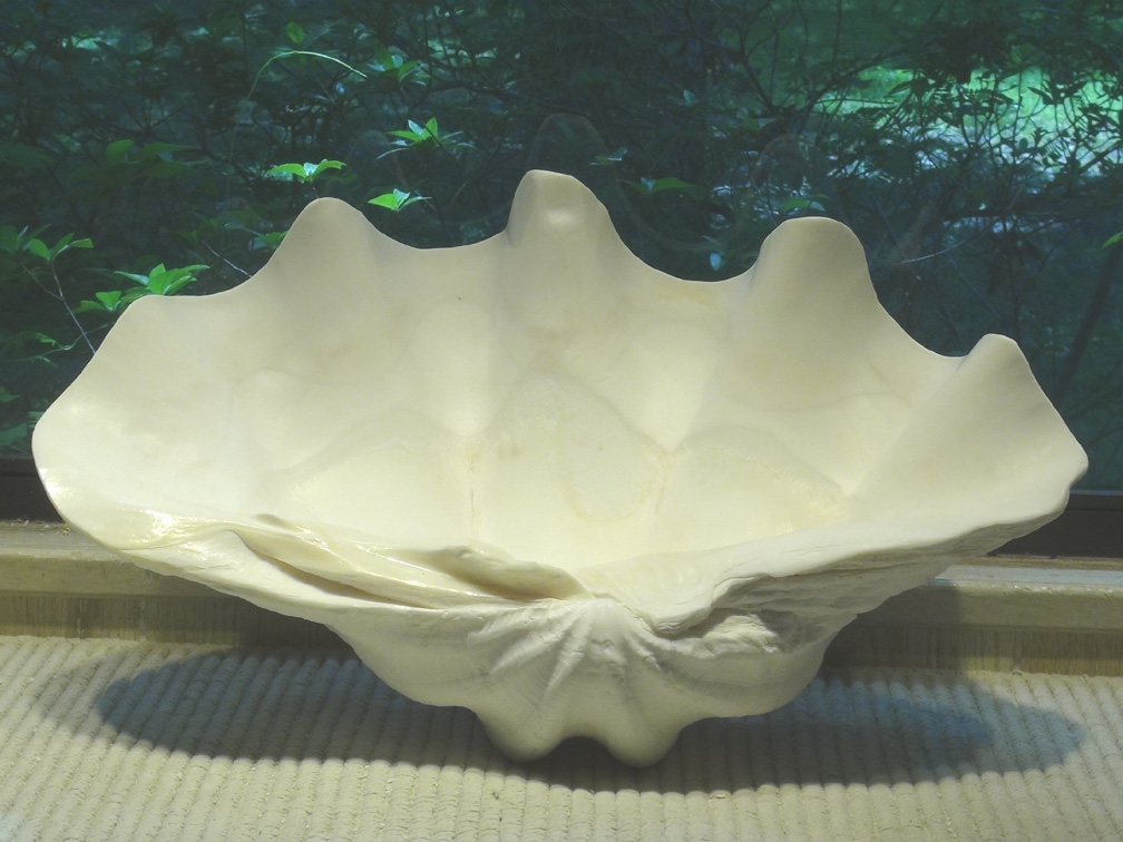 Giant Clam Half 17 x 10" x 18lbs #1116 18lbs $980