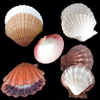Cooking, Baking Seashells - Food And Dishwasher Safe