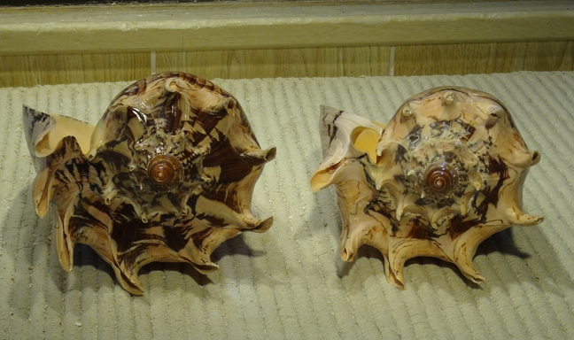 Imperial Volute Sea Shell, Sea Shells, Seashell, Seashells