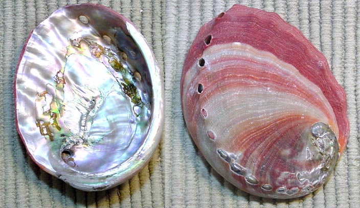 Abalone Shells, Oyster Shell, Crushed Abalone