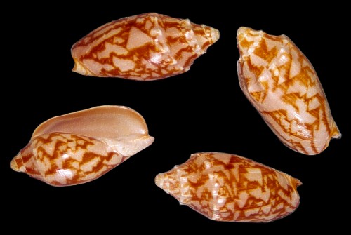 Imperial Volute Sea Shell, Sea Shells, Seashell, Seashells