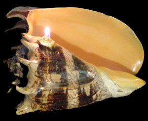 Imperial Volute Sea Shell, Sea Shells, Seashell, Seashells