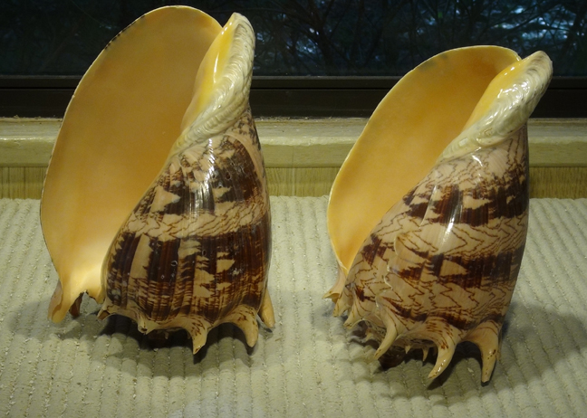 Imperial Volute Sea Shell, Sea Shells, Seashell, Seashells