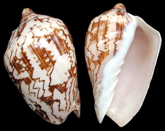 Imperial Volute Sea Shell, Sea Shells, Seashell, Seashells