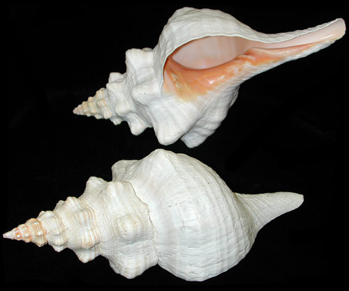 How Do You Play A Conch Shell / How To Blow A Conch Shell Iskcon : What ...